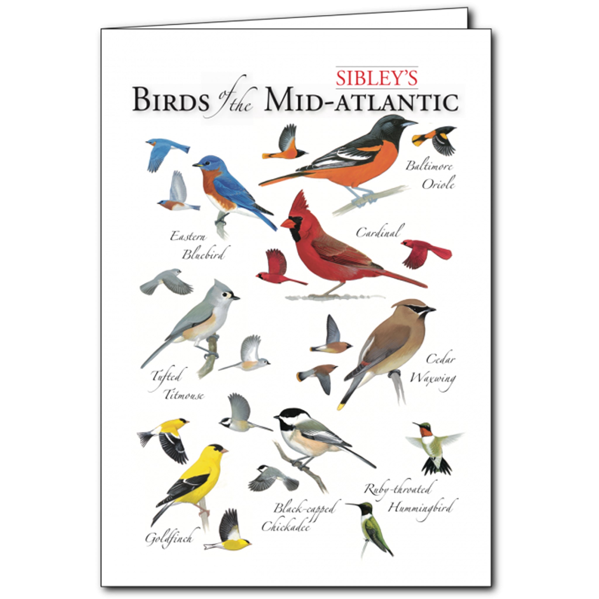 Birds of the Mid-Atlantic Card – The Maryland Store