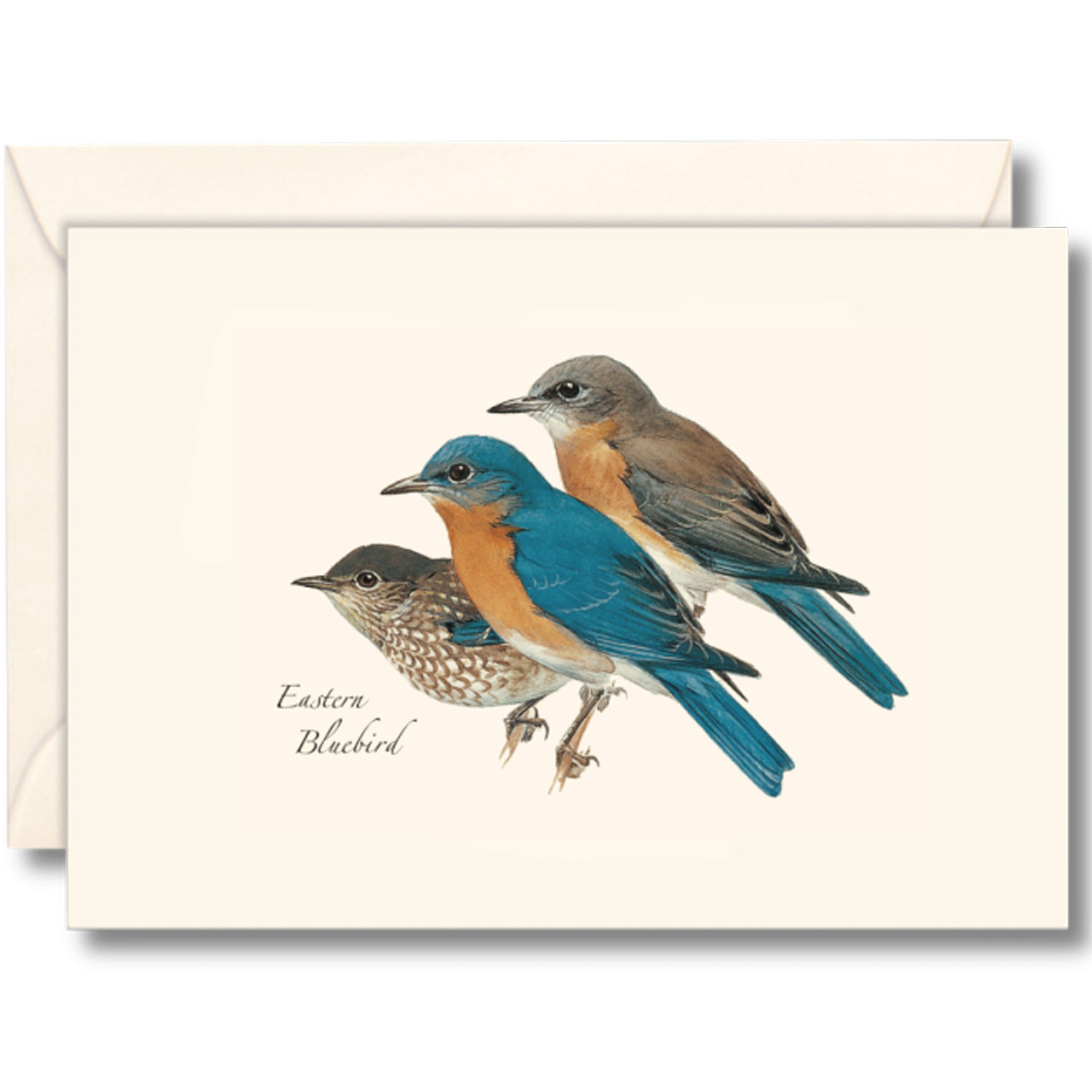 Eastern Bluebird Illustrated Notecards Set of 8 – The Maryland Store