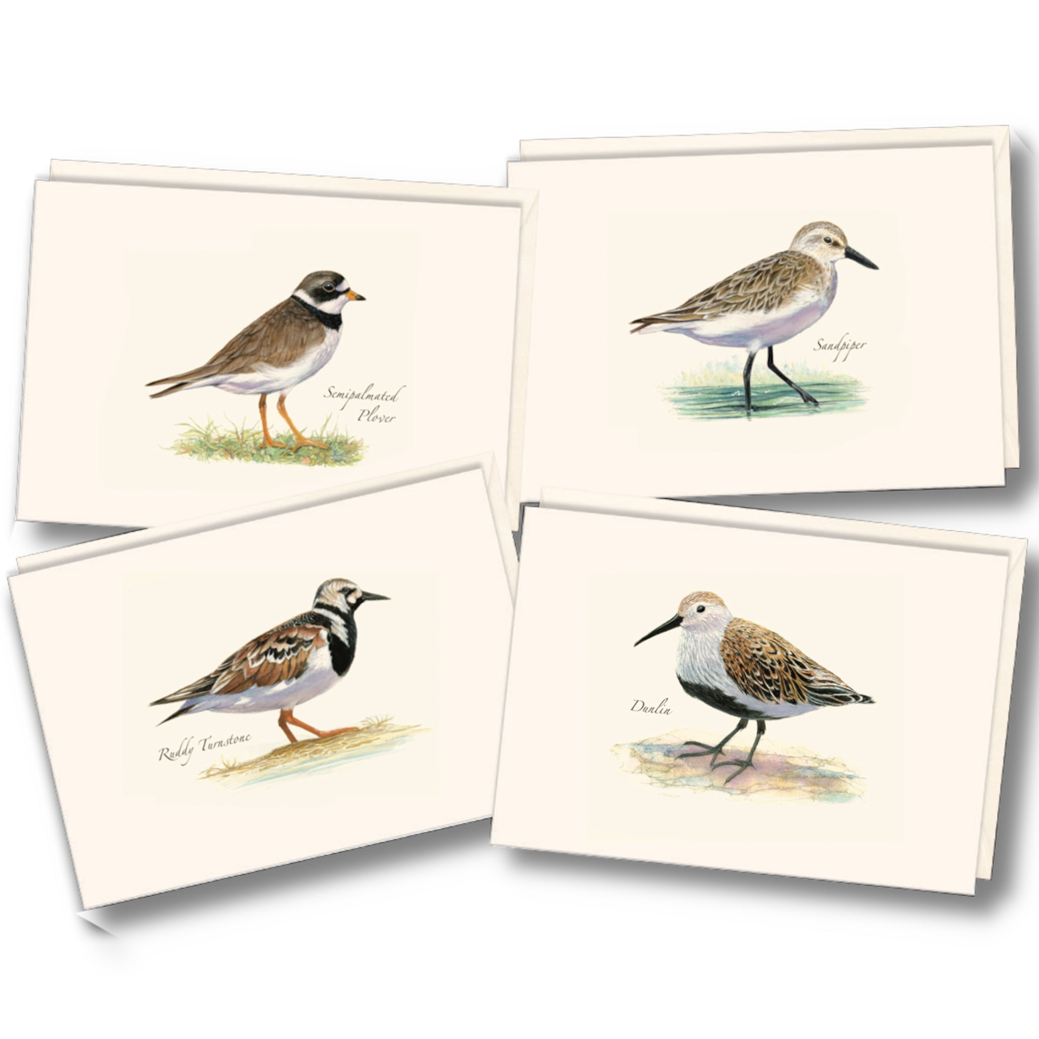 Shorebird Assortment Illustrated Notecards Set of 8 – The Maryland Store