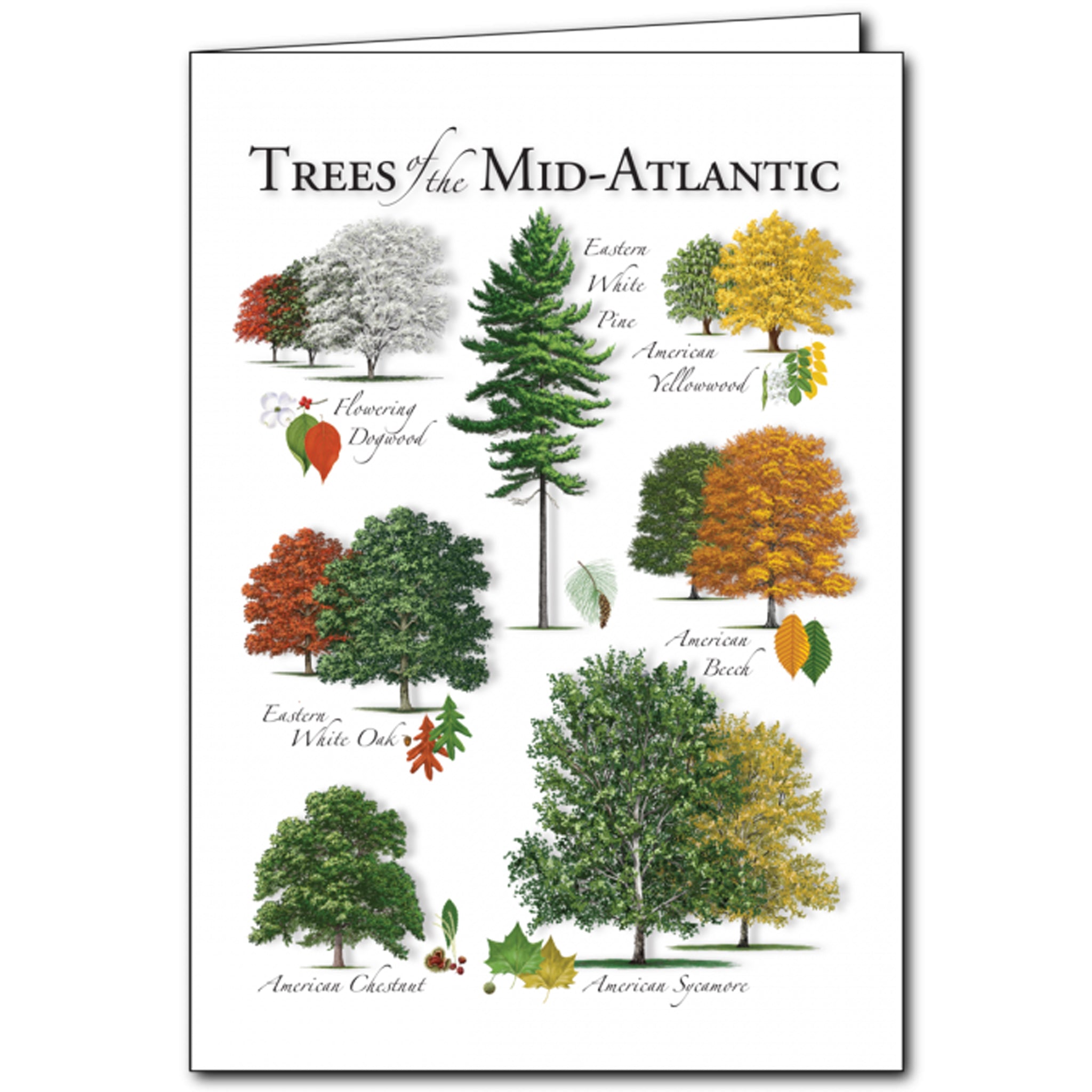 Trees of the Mid-Atlantic Card – The Maryland Store