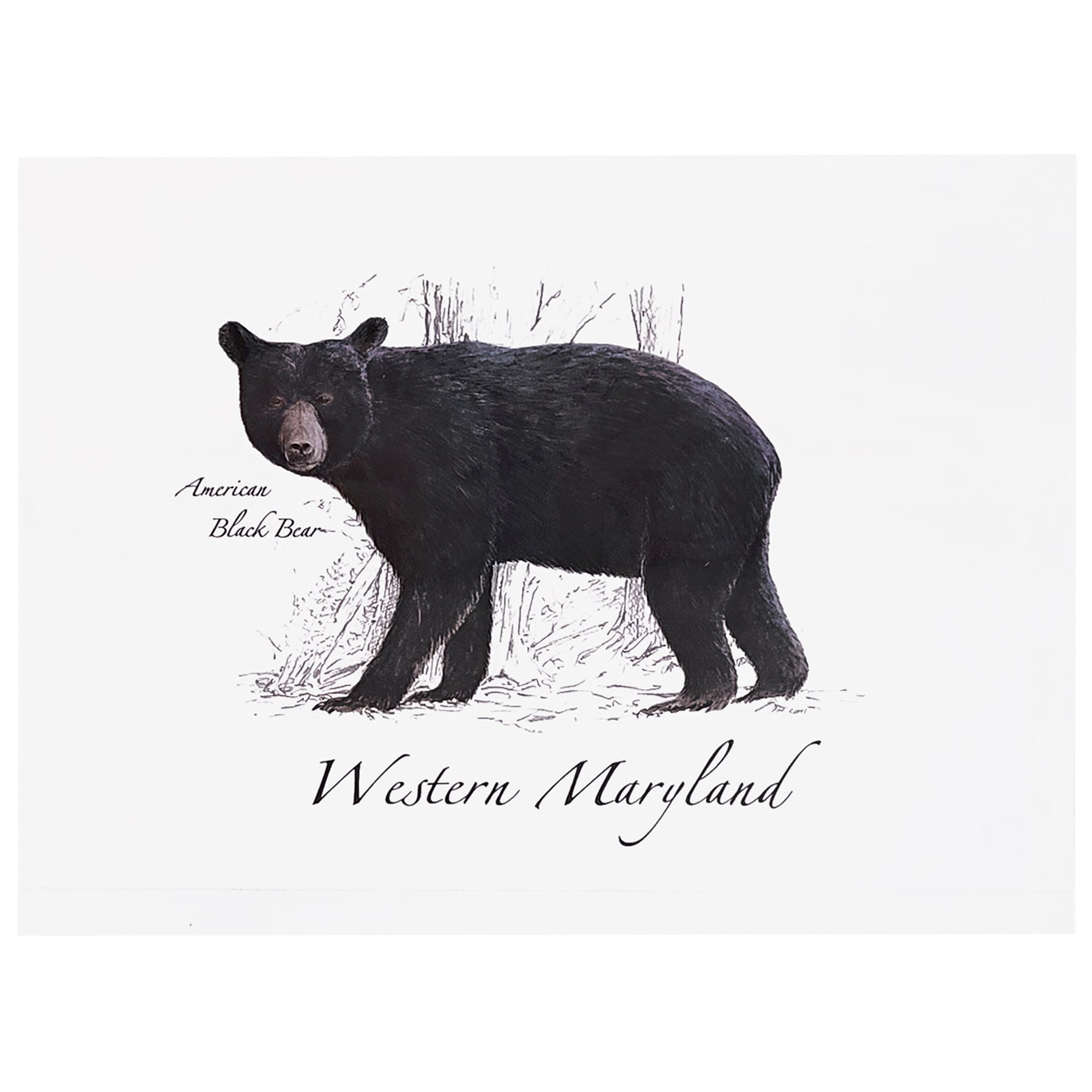 Western Maryland Black Bear Card – The Maryland Store