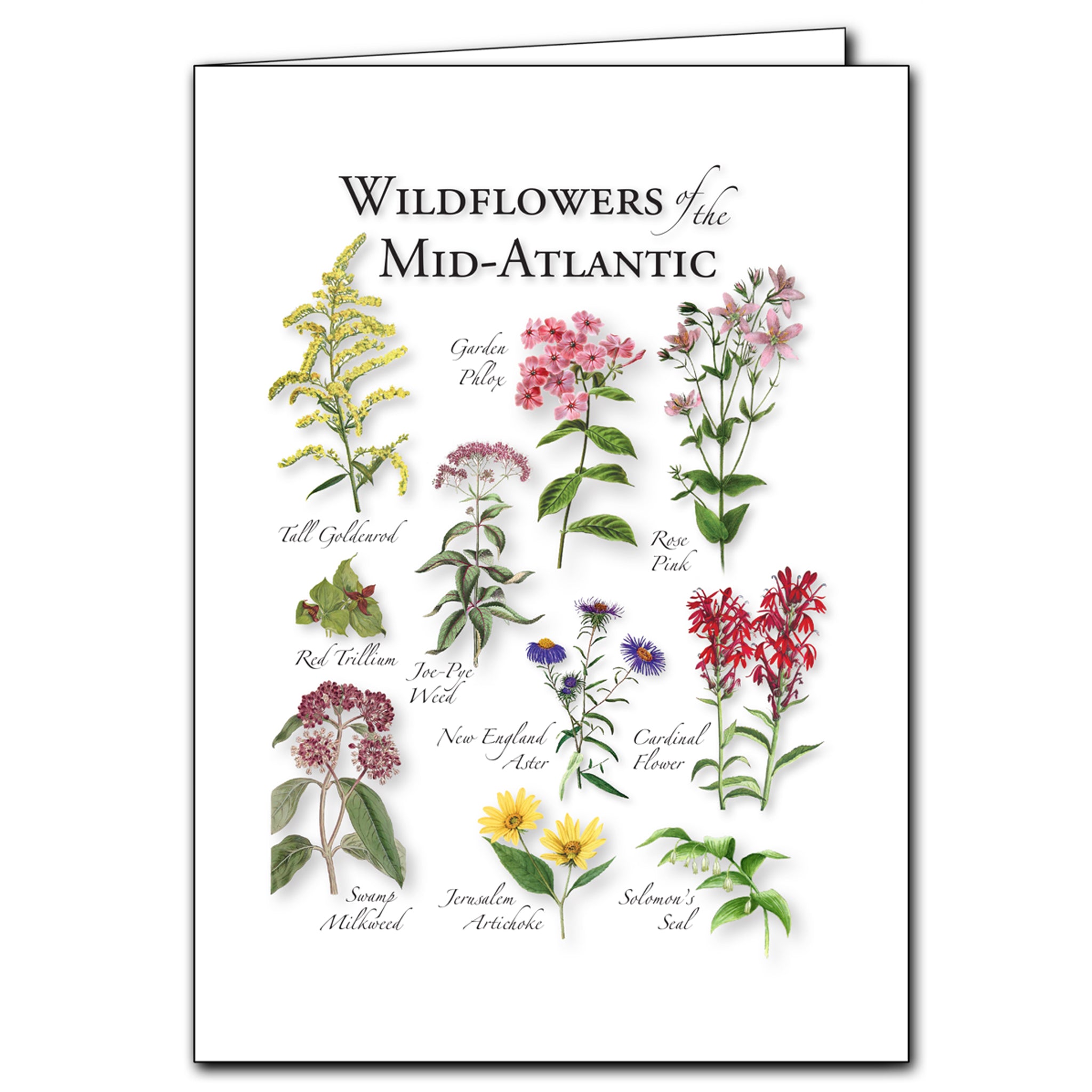 Wildflowers of the Mid-Atlantic Card – The Maryland Store